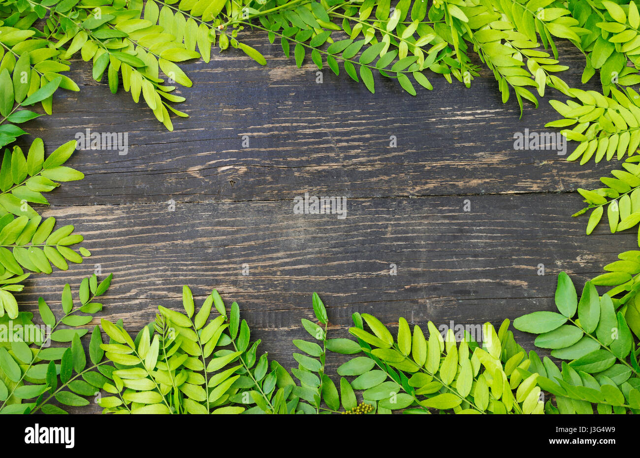 Spring background with green fresh leaves Stock Photo - Alamy