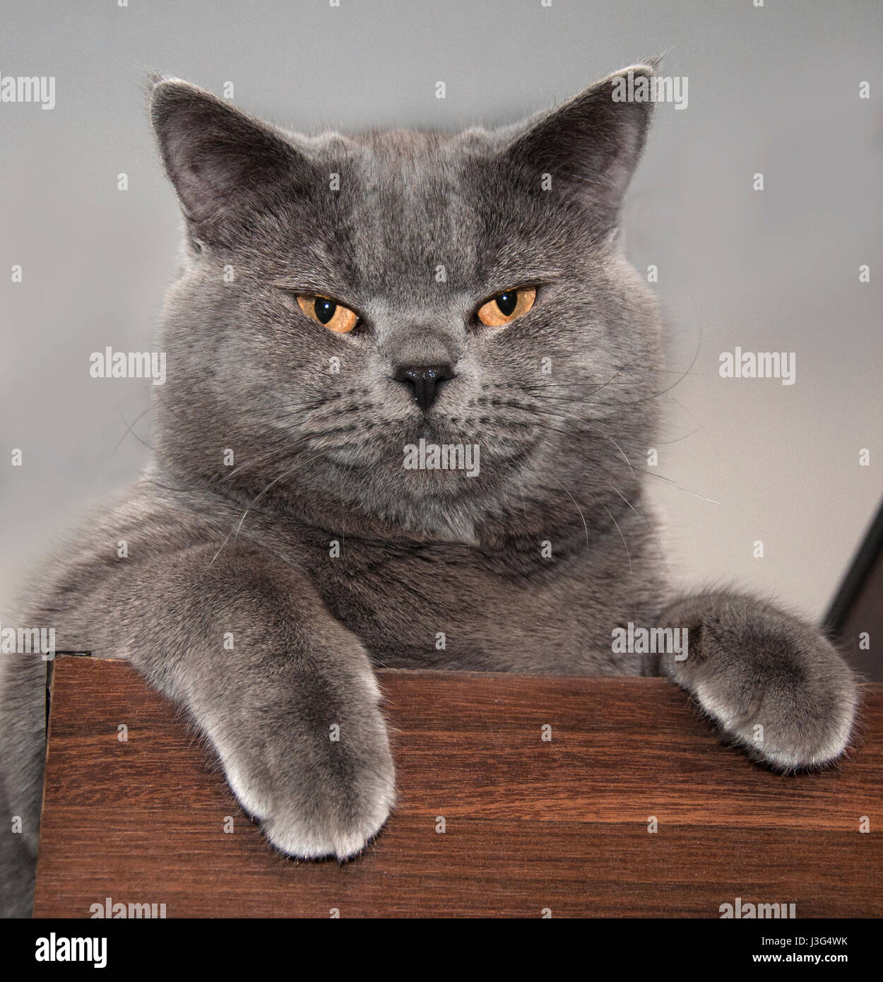 British Shorthair Cat Stock Photo - Alamy