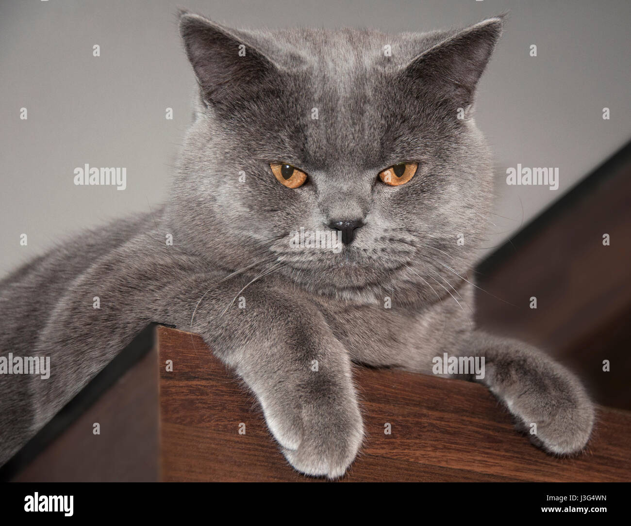 British Shorthair Blue Cat Stock Photo - Alamy
