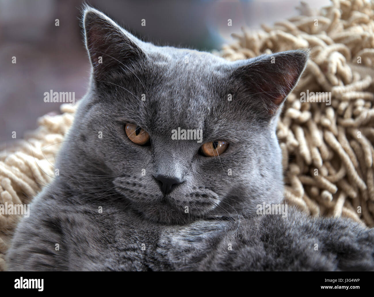 British Shorthair Blue Cat Stock Photo - Alamy