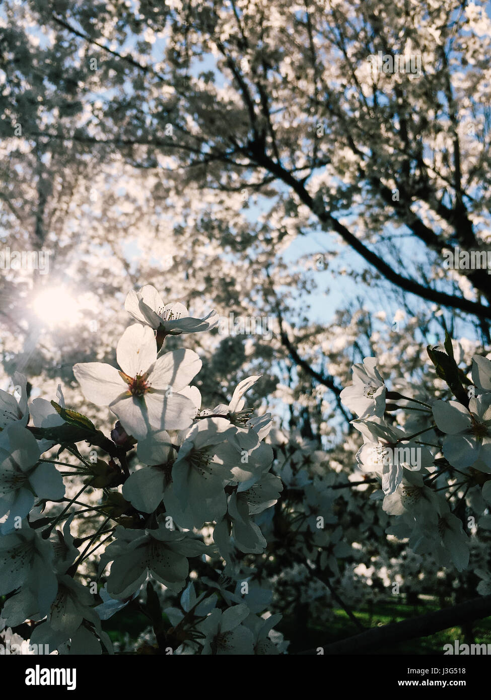 White Tree Spring Flowers In Sunny Day Stock Photo - Alamy