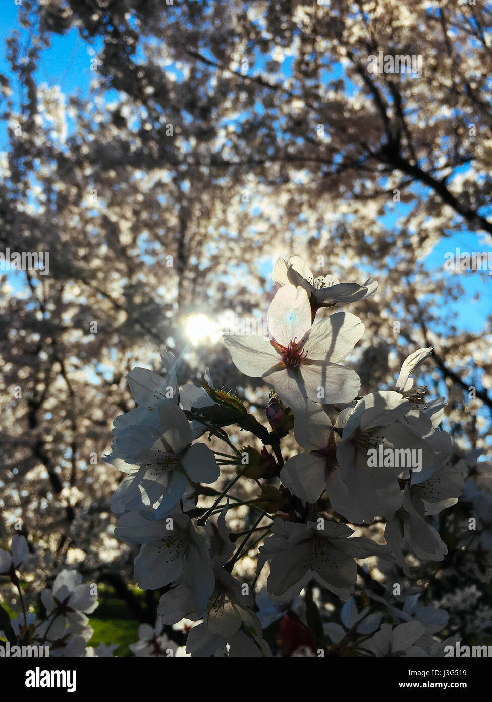 White Tree Spring Flowers In Sunny Day Stock Photo - Alamy