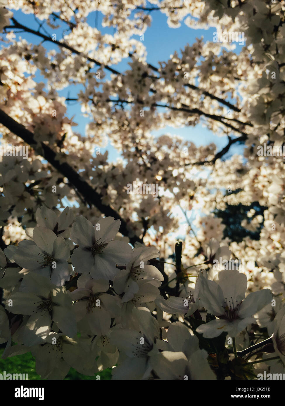 White Tree Spring Flowers In Sunny Day Stock Photo - Alamy