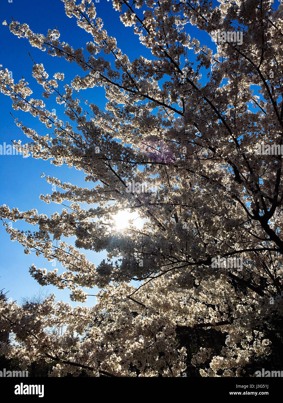 White Tree Spring Flowers In Sunny Day Stock Photo - Alamy