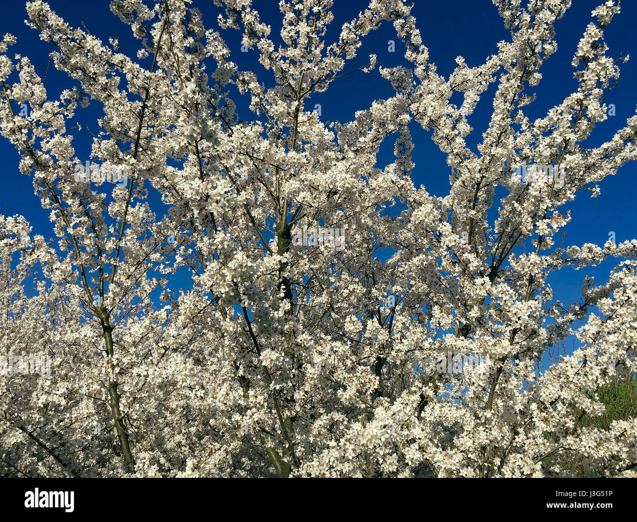 White Tree Spring Flowers In Sunny Day Stock Photo - Alamy