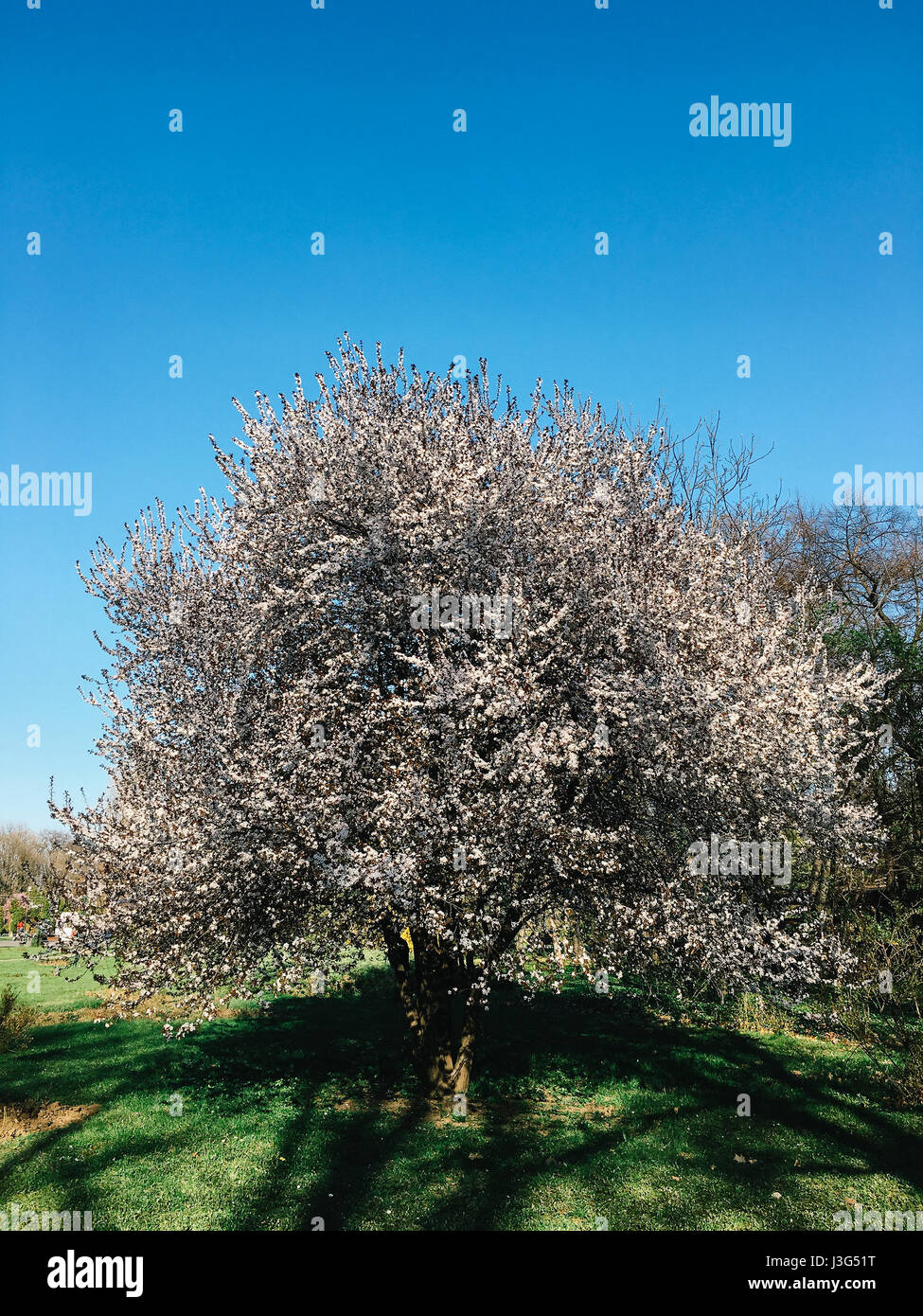 White Tree Spring Flowers In Sunny Day Stock Photo - Alamy