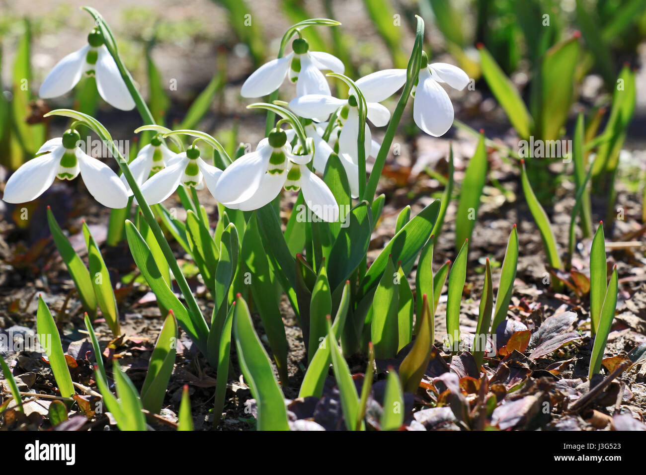 Beautiful spring flowers snowdrops, Galanthus nivalis Stock Photo - Alamy