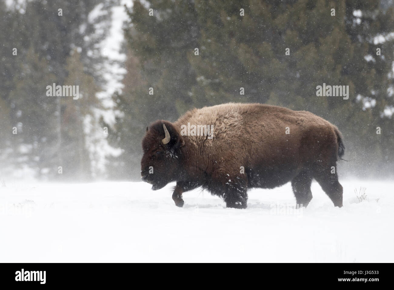 American Bison ( Bison bison ) heavy bull, walking through deep snow ...