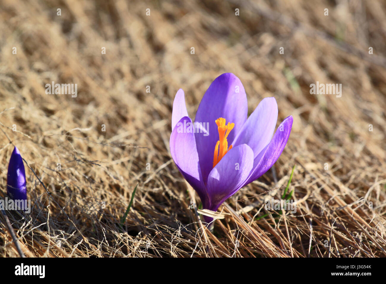 Beautiful spring flower crocus in the mountains Stock Photo - Alamy