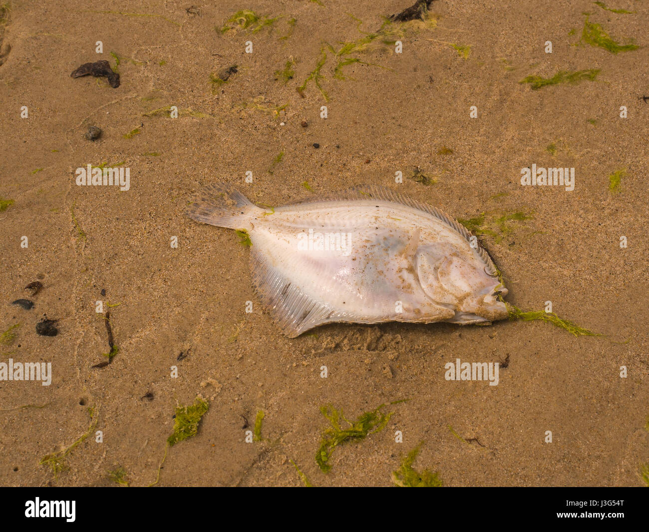 Dead flounder stranded on a sandy beach Stock Photo - Alamy