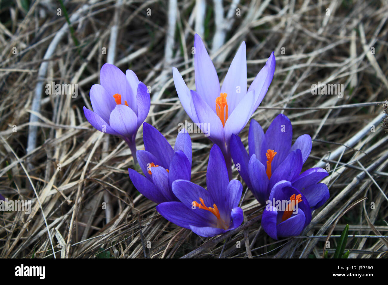 The group of purple crocus flowers (saffron Stock Photo - Alamy