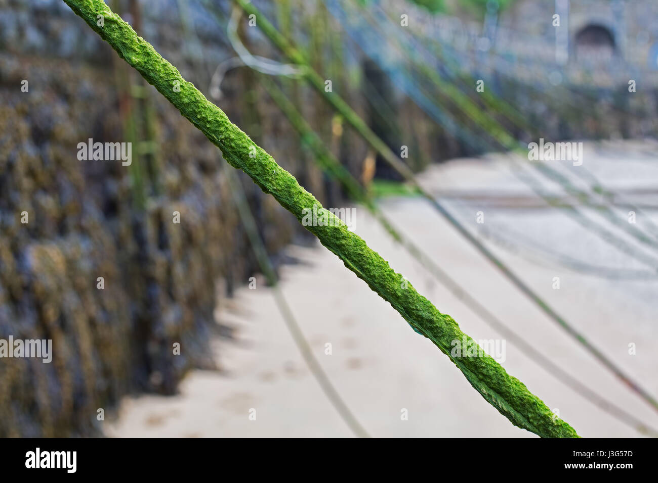 Seaweed-covered mooring ropes with shallow depth of field of sea wall ...