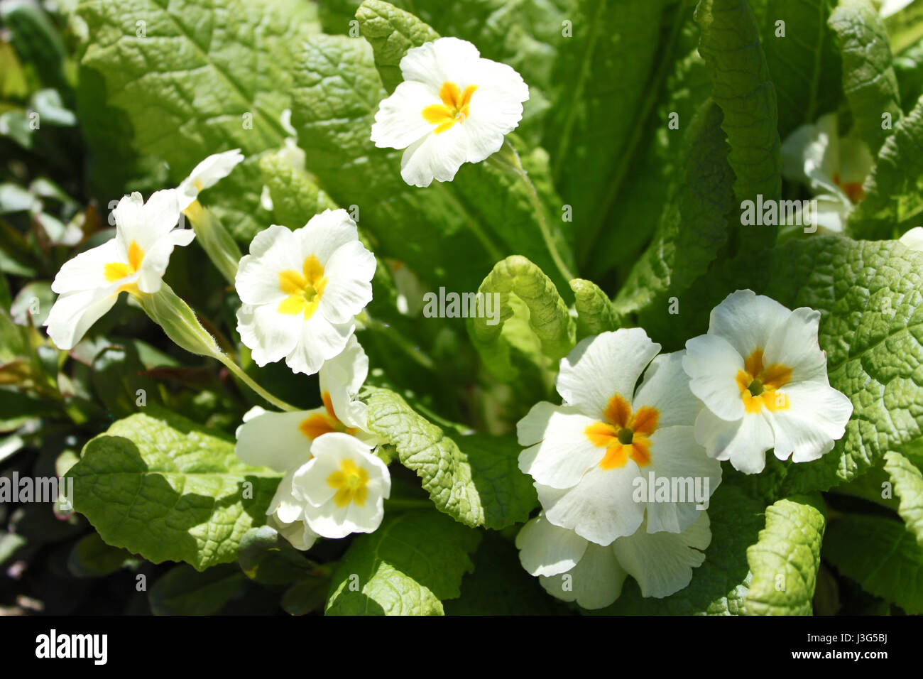 Yellow Primrose (Primula vulgaris Stock Photo - Alamy