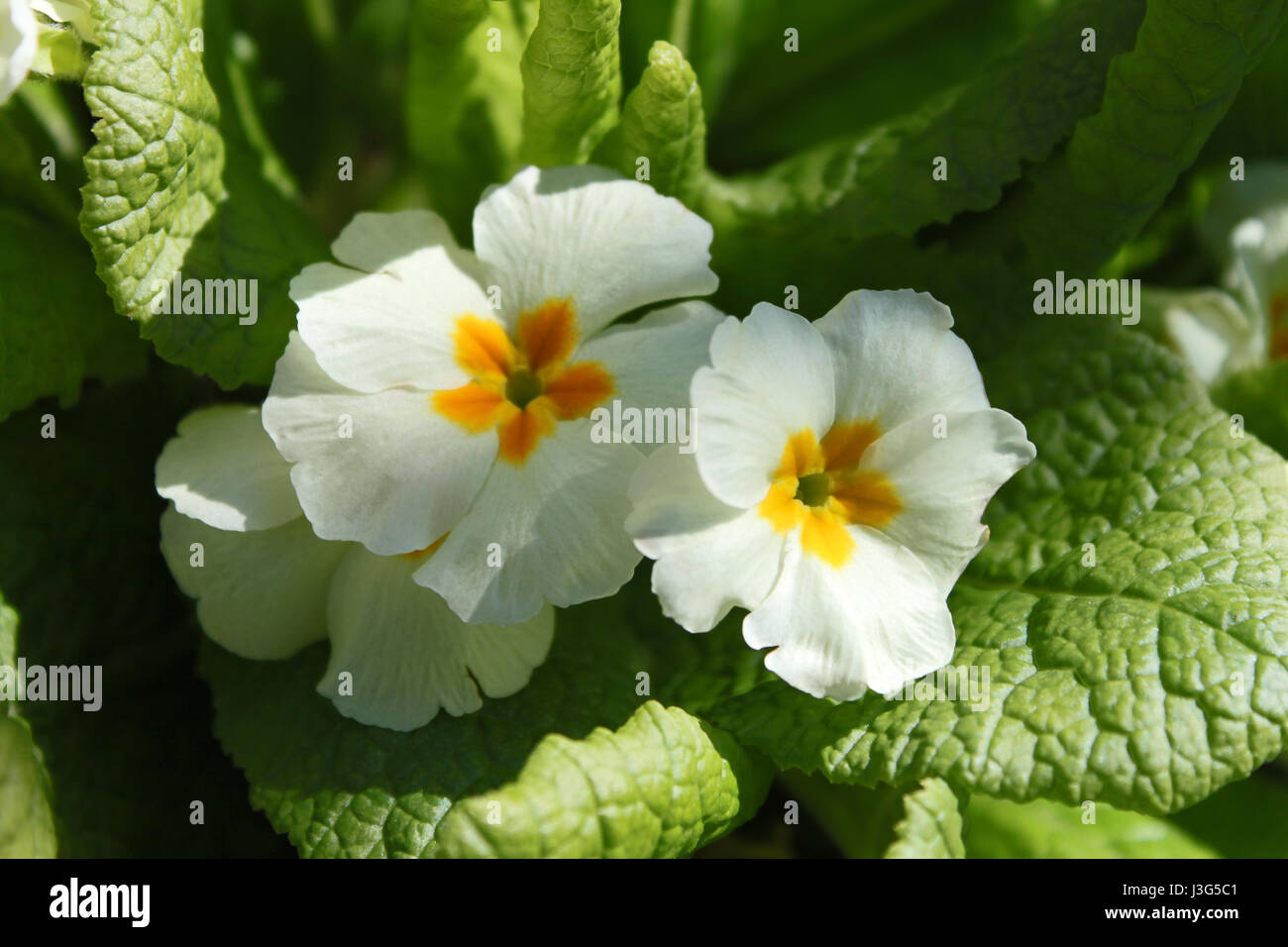 Yellow Primrose (Primula vulgaris Stock Photo - Alamy