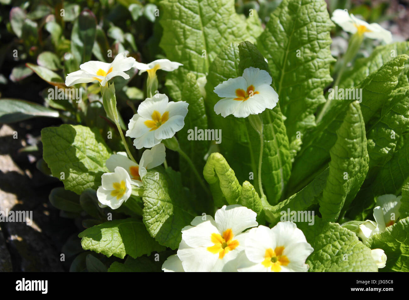 Beautiful yellow primula primrose hi-res stock photography and images ...