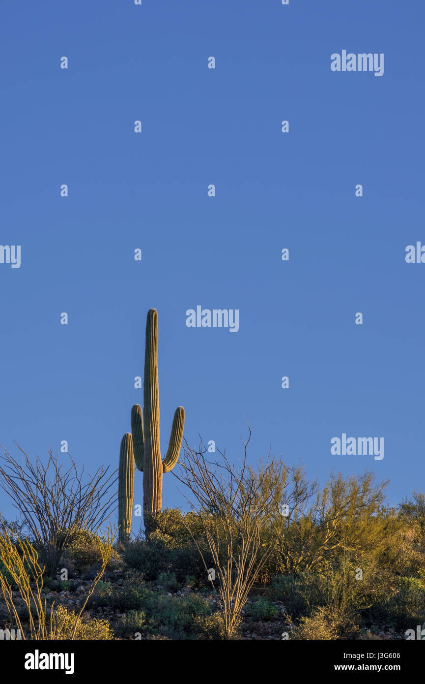 Cactus desert hi-res stock photography and images - Alamy