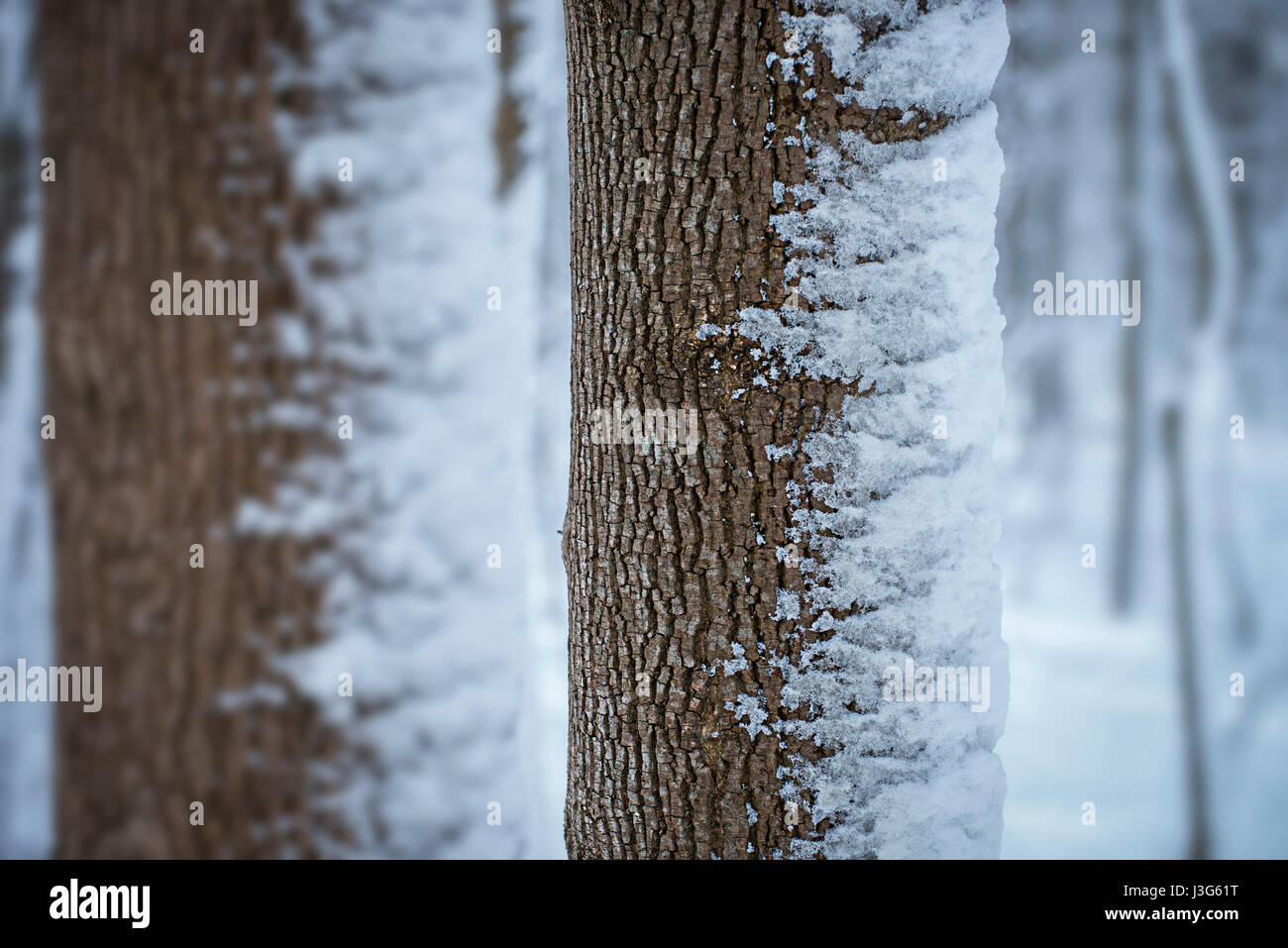 Field side tree hi-res stock photography and images - Alamy