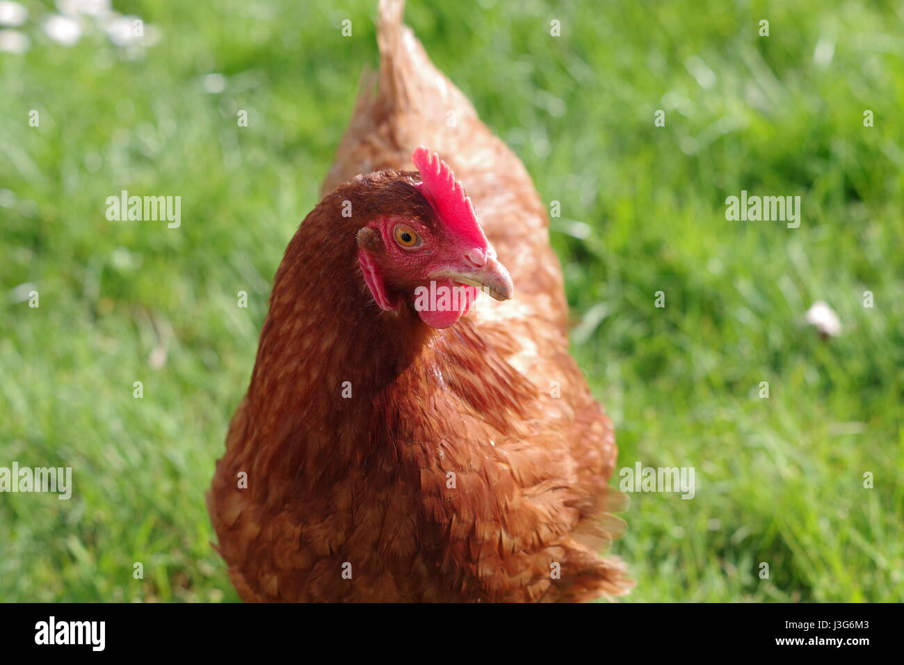 Free domestic red hen hi-res stock photography and images - Alamy