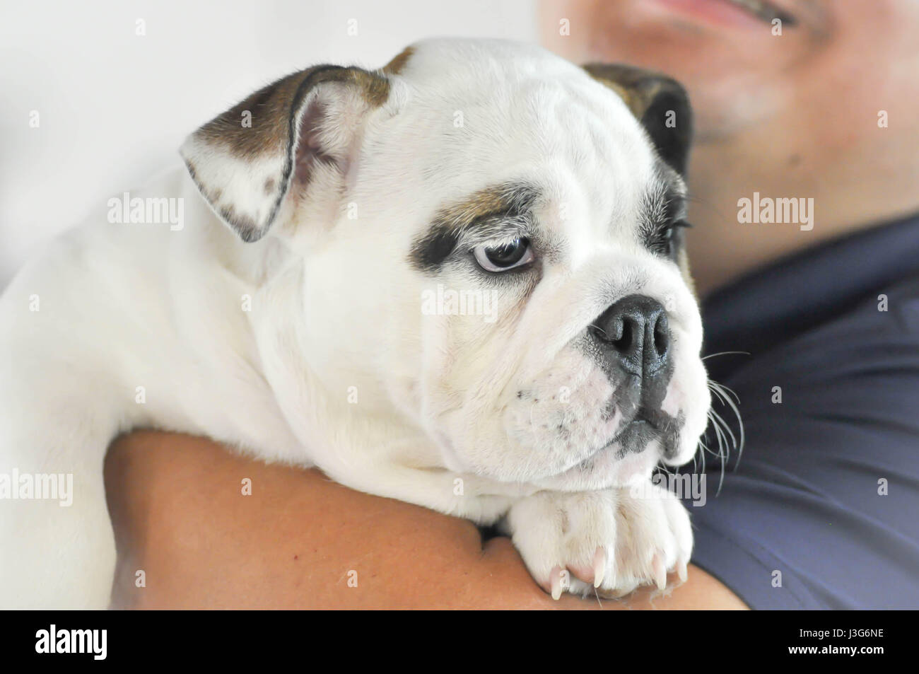 young bulldog and a man Stock Photo - Alamy