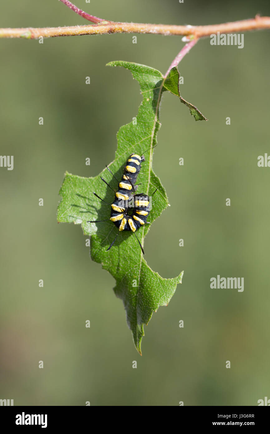 Alder moth caterpillar Stock Photo - Alamy