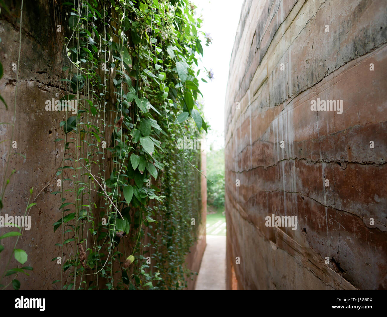 Vines hanging hi-res stock photography and images - Alamy
