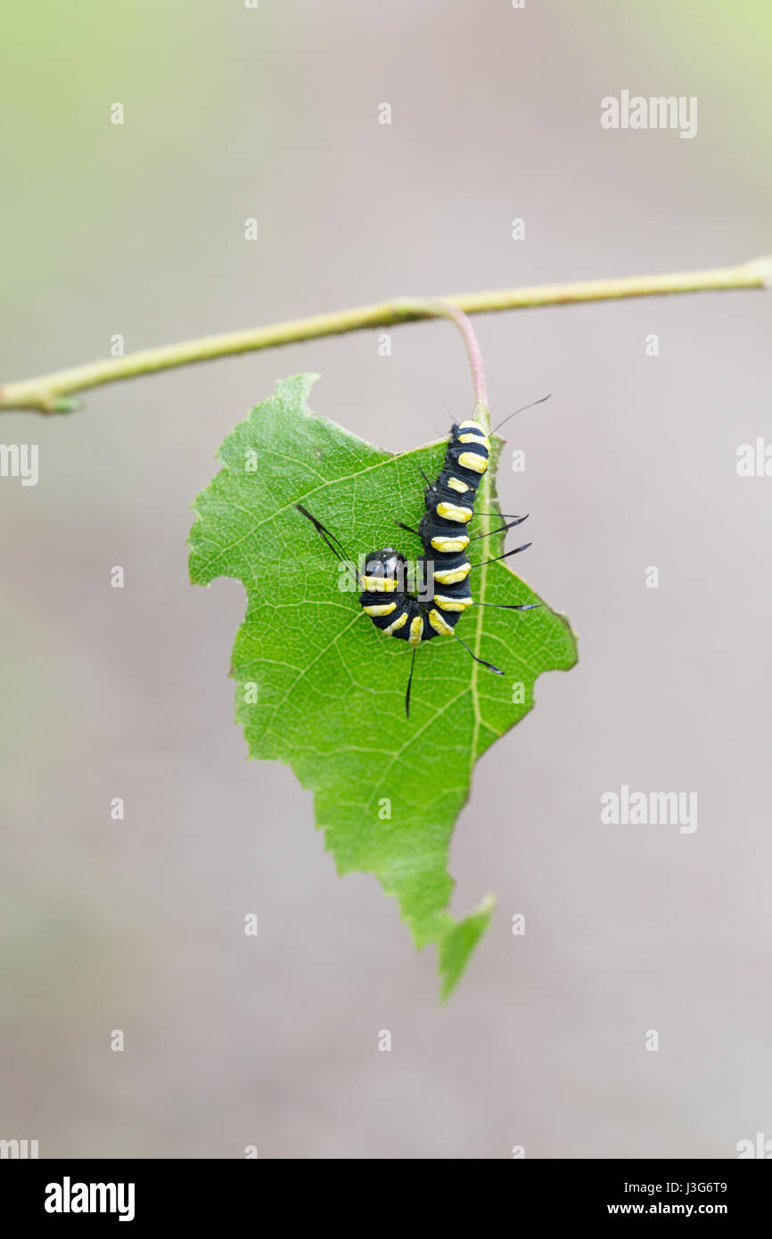 Alder moth larva hi-res stock photography and images - Alamy
