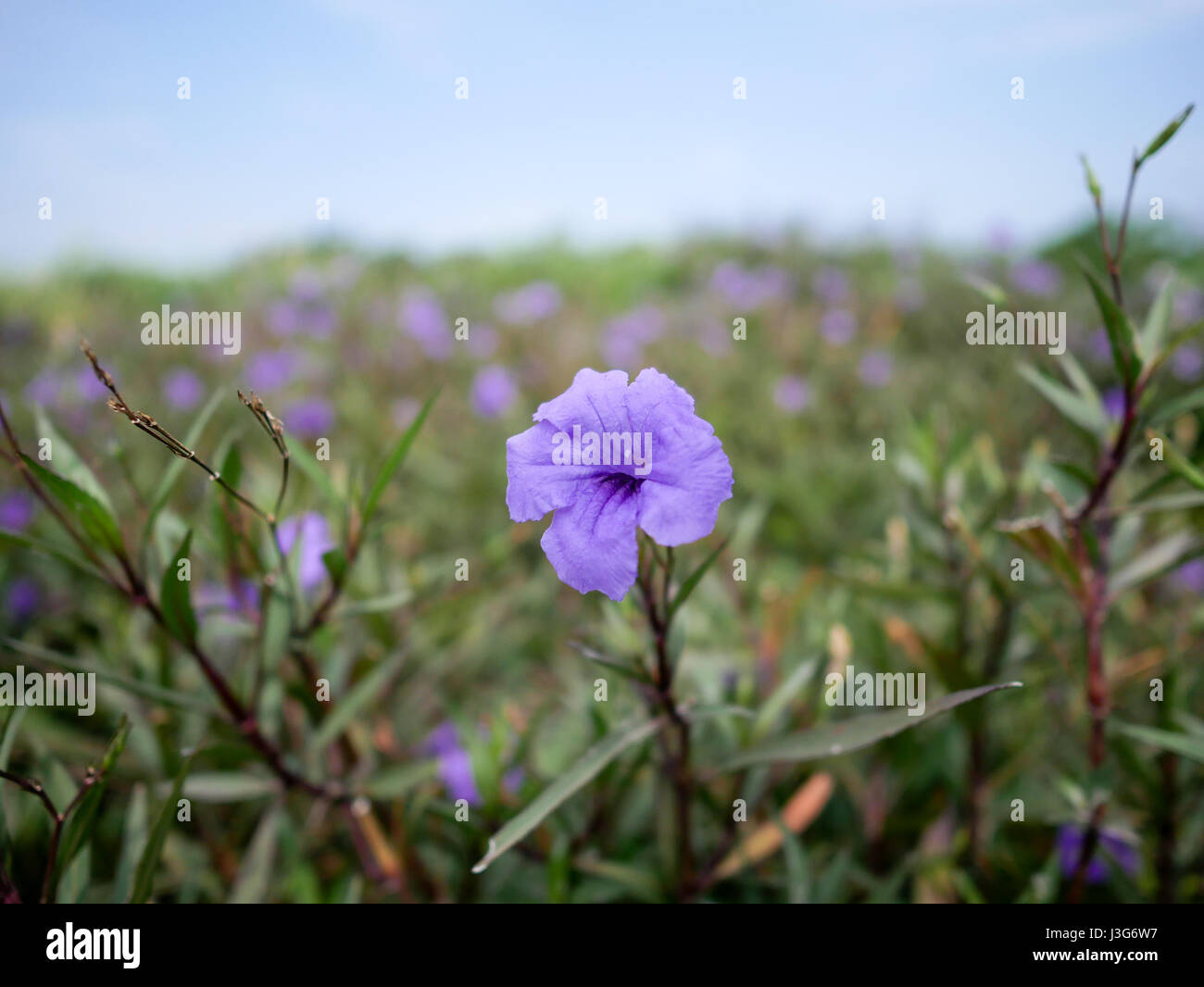 Purple Popping Pod or Ruellia Tuberosa blooming on a field Stock Photo ...