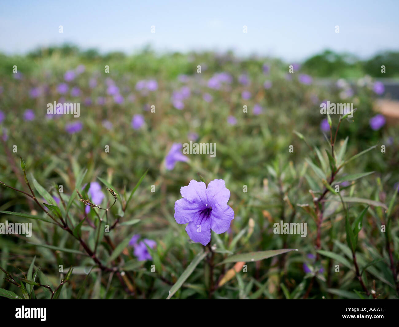 Purple Popping Pod or Ruellia Tuberosa blooming on a field Stock Photo ...