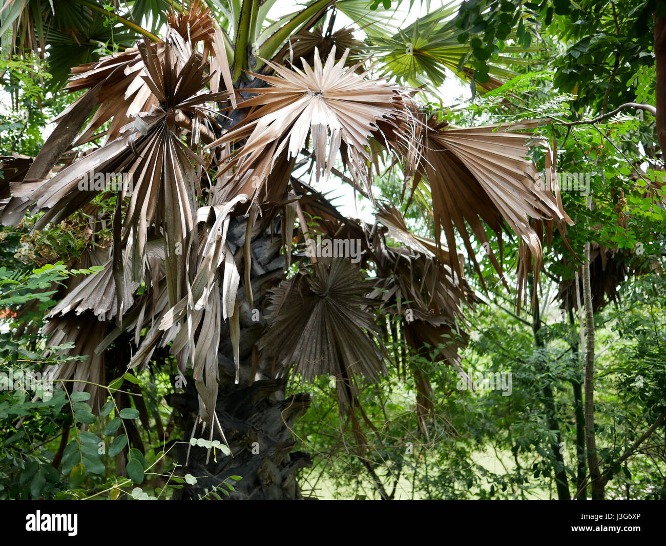 Dried palm leaves hi-res stock photography and images - Alamy Dried palm leaves hi-res stock photography and images - Alamy