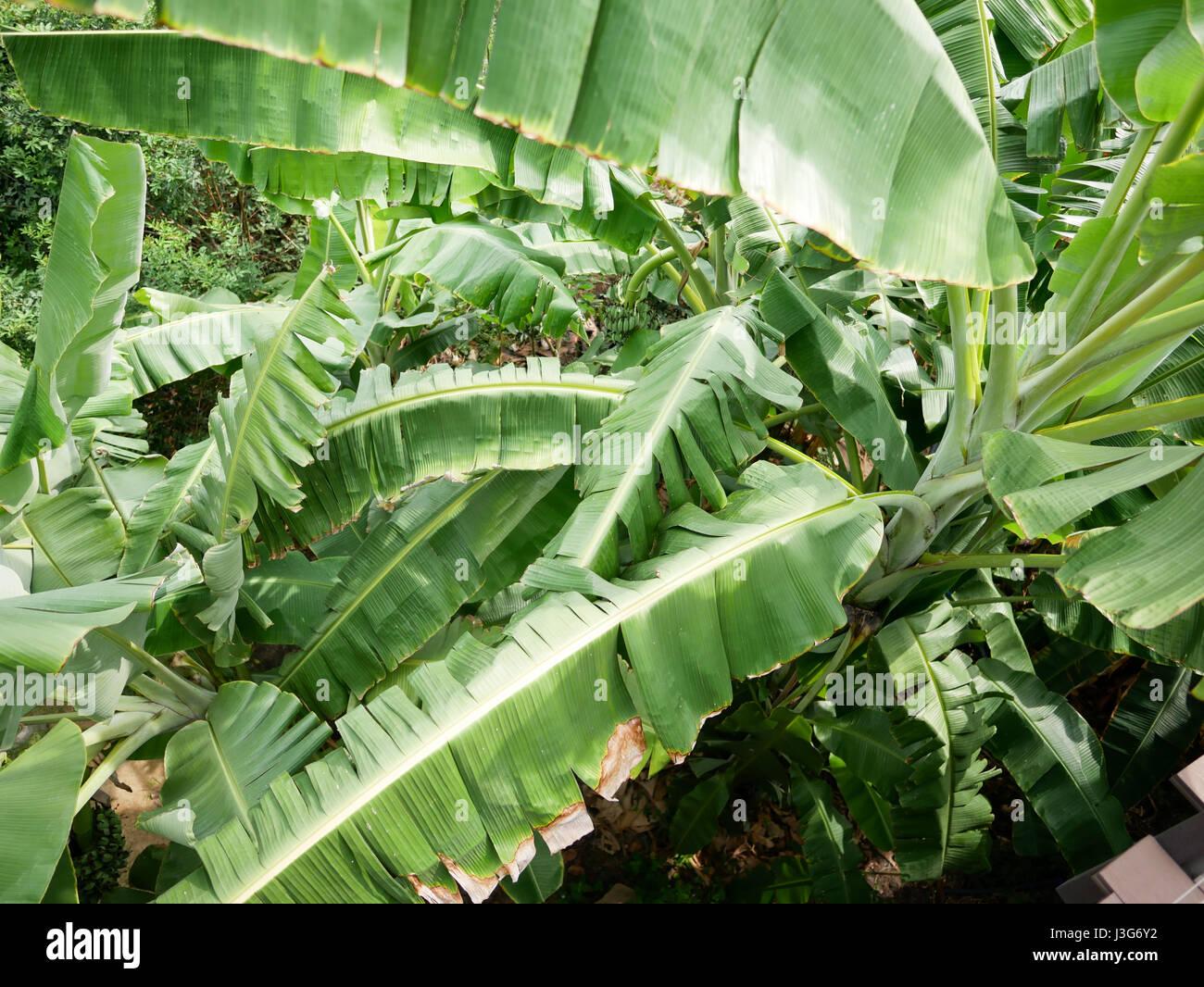 High angle view banana trees with giant banana leaves Stock Photo - Alamy