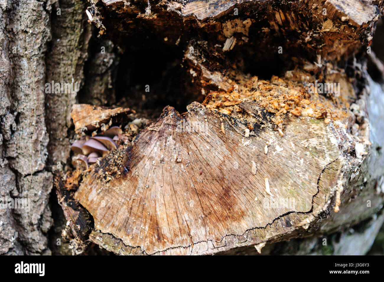 Irregular structure hi-res stock photography and images - Alamy