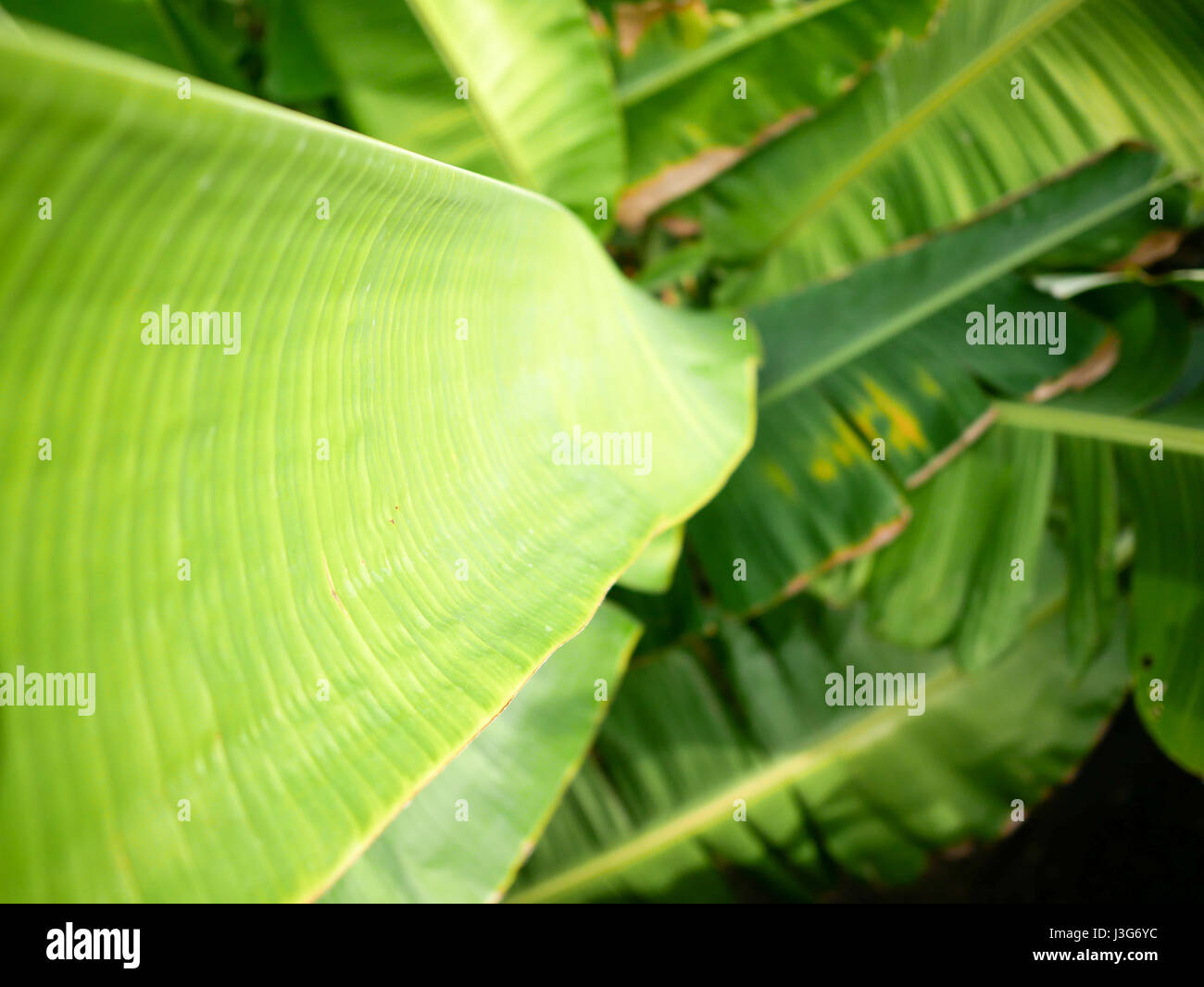 Background of closeup green color banana leaves Stock Photo - Alamy