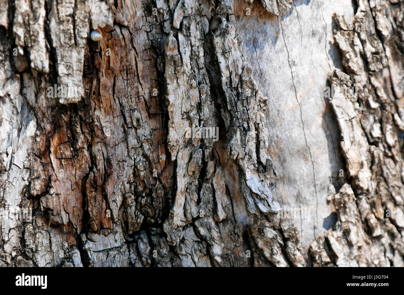 Olive tree bark hi-res stock photography and images - Alamy