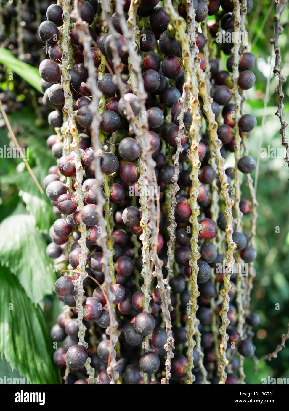 Background closeup a part of palm berries Stock Photo - Alamy