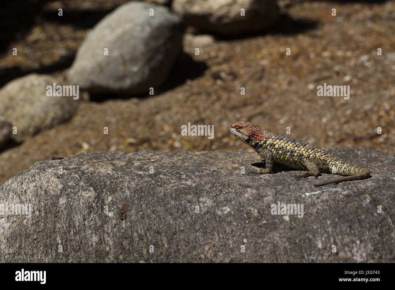 Watchful spiny lizard, native reptile of Sonoran Desert, in Tohono Chul ...