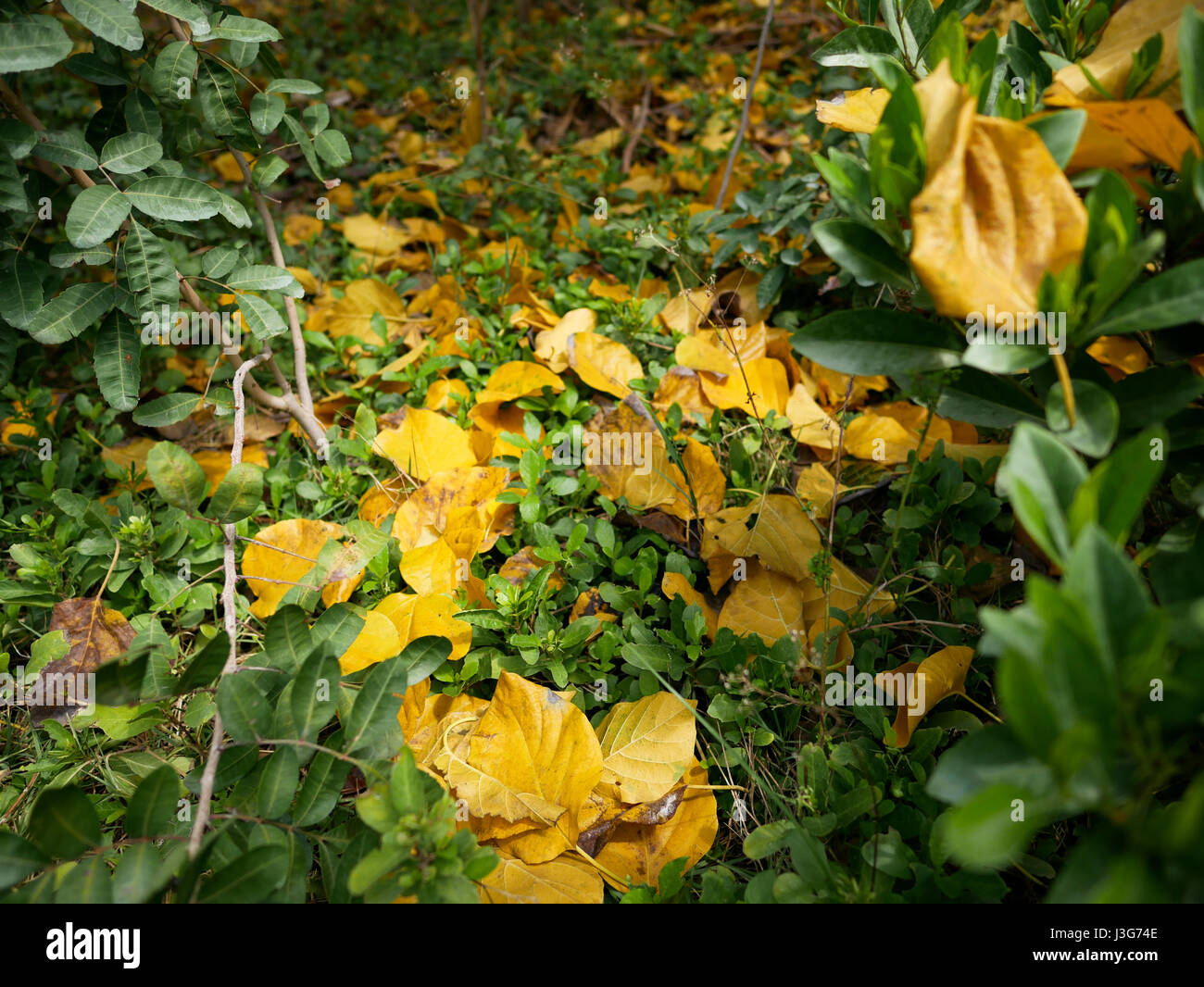 Yellow color dead leaves on the ground Stock Photo - Alamy