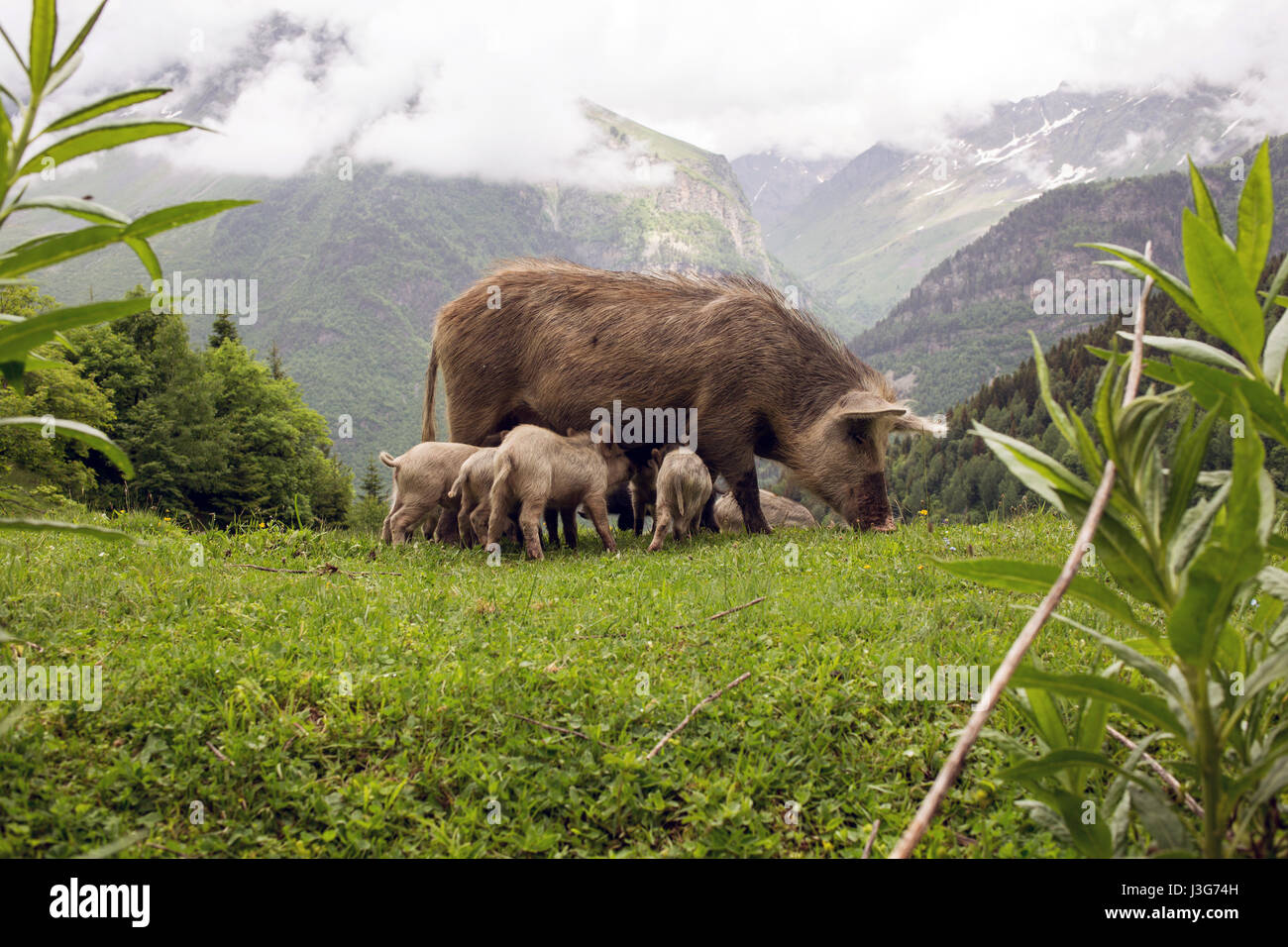 Wild Pigs in the Caucasus mountains of Svaneti, Georgia Stock Photo - Alamy
