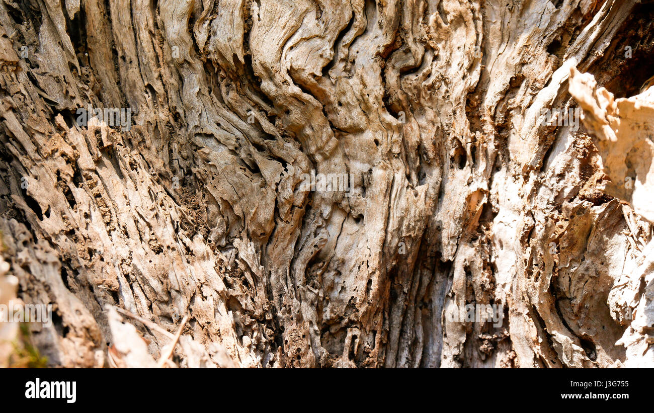 Image brown tree stump hi-res stock photography and images - Alamy