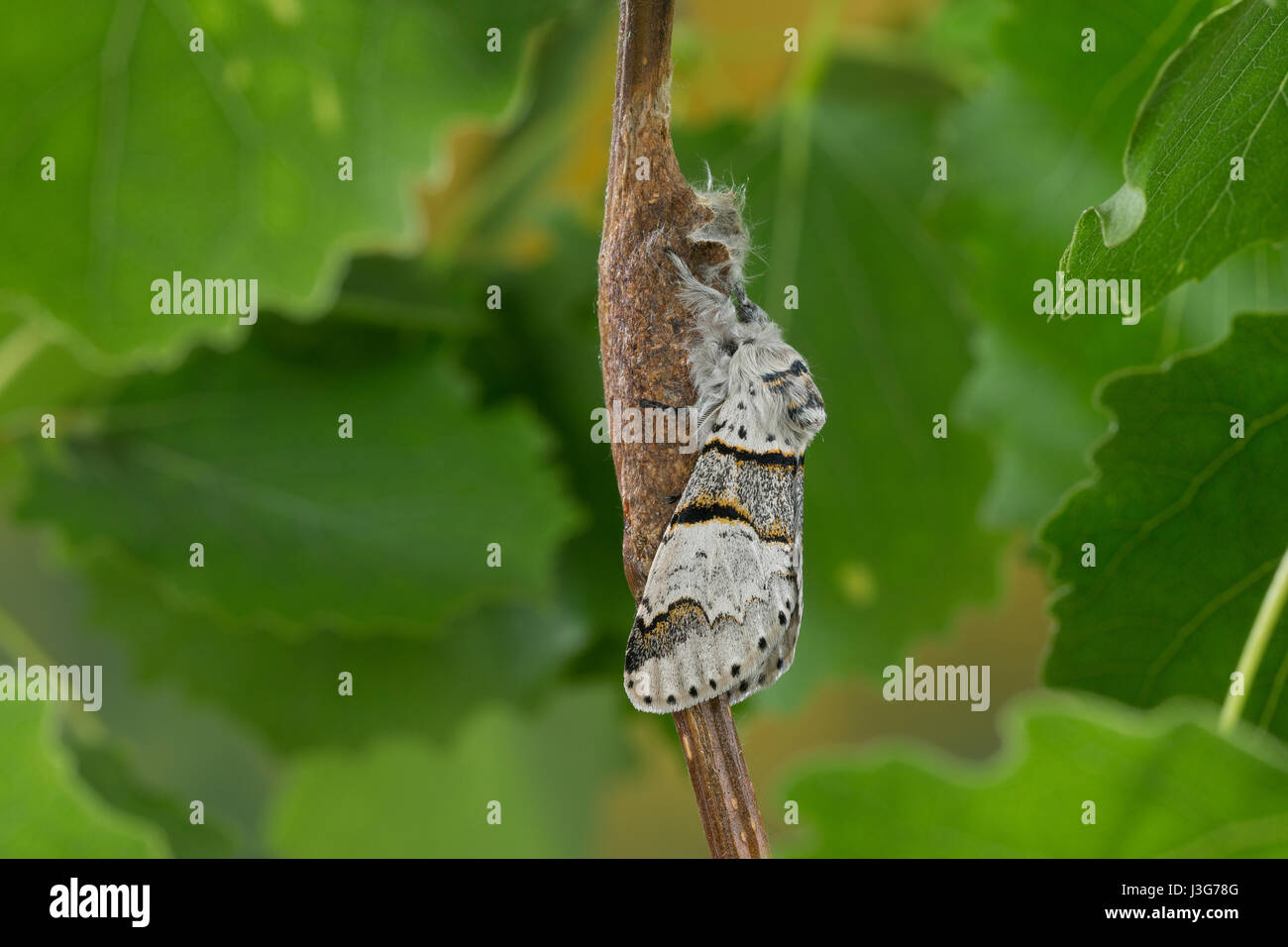Petite queue fourchue hi-res stock photography and images - Alamy