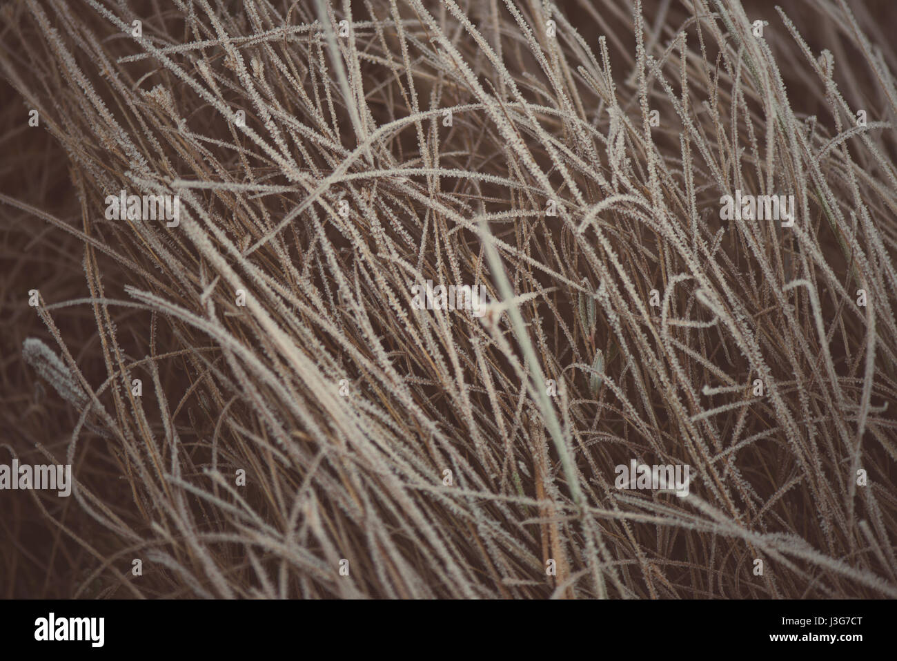 frozen abstract tree branches and plants in winter snow - aged photo ...