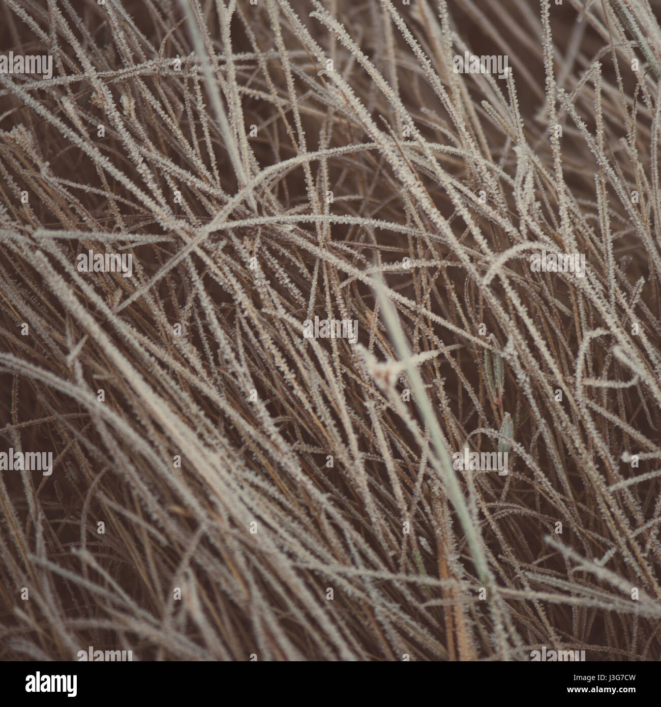 frozen abstract tree branches and plants in winter snow - aged photo ...