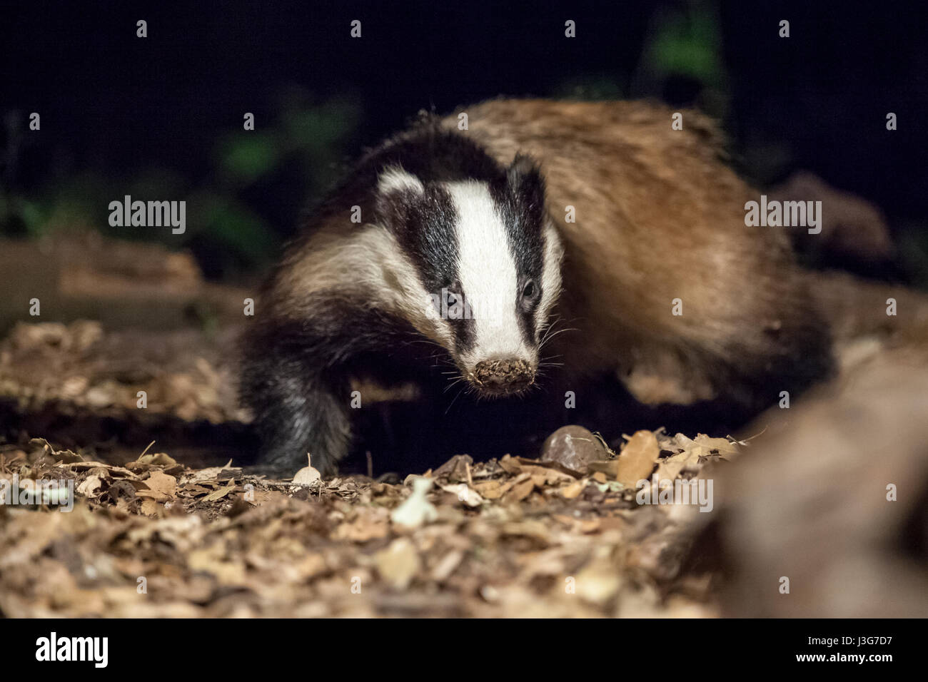badger at night in the forest Stock Photo - Alamy