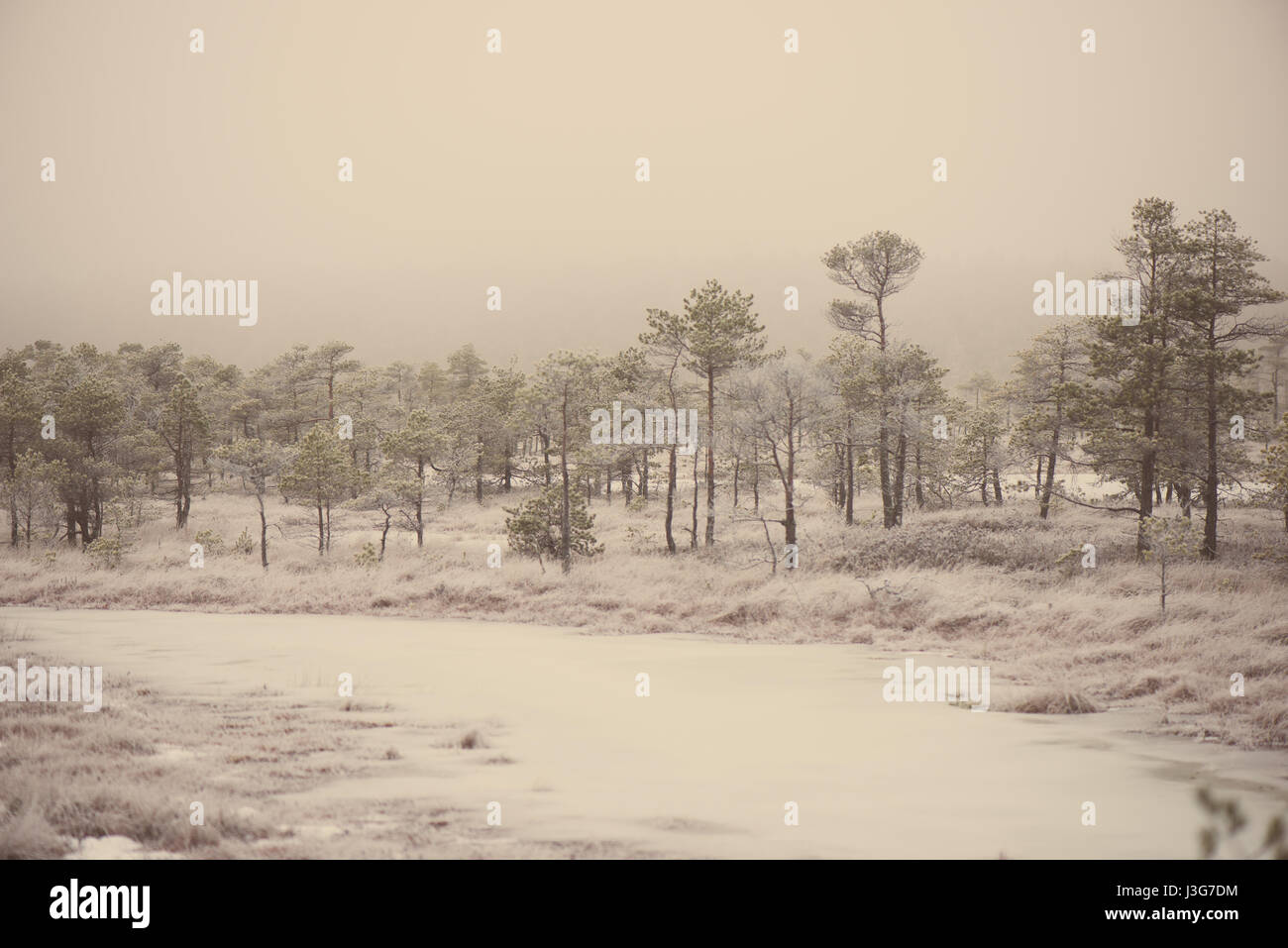 snowy landscape in frosty winter bog in country side - aged photo ...