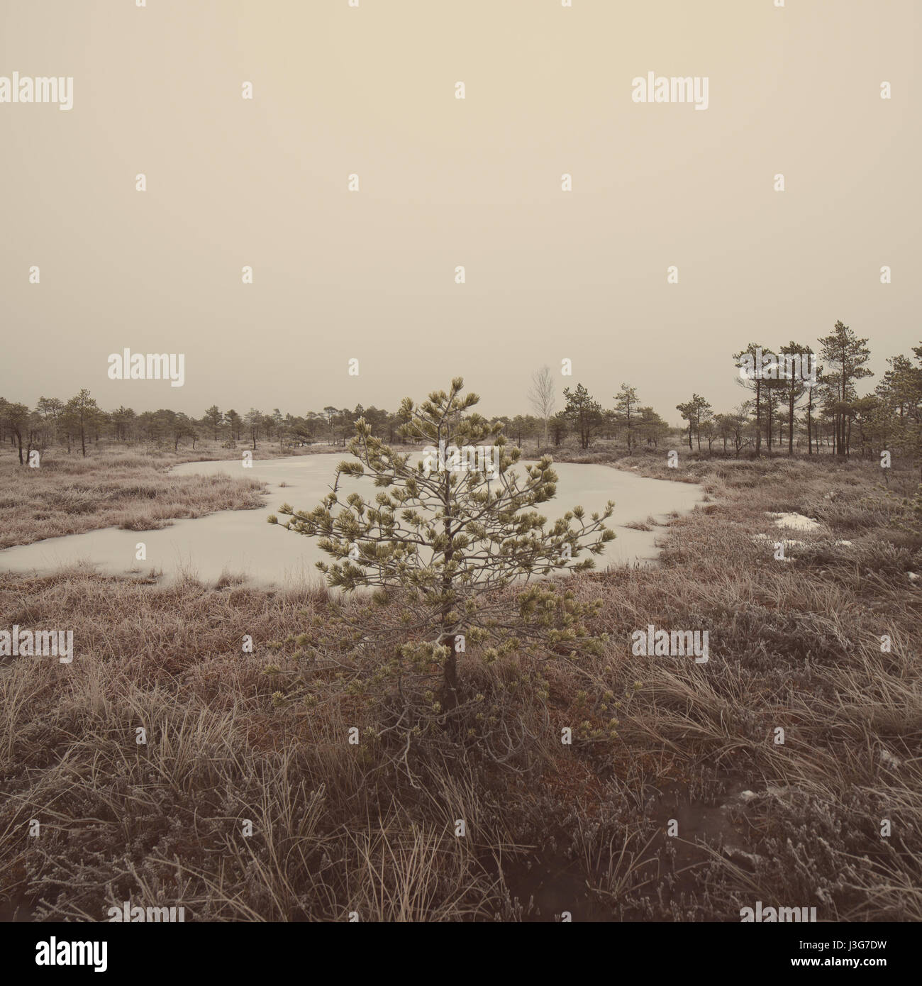 snowy landscape in frosty winter bog in country side - aged photo ...