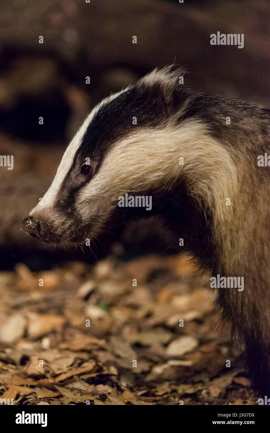badger at night in the forest Stock Photo - Alamy