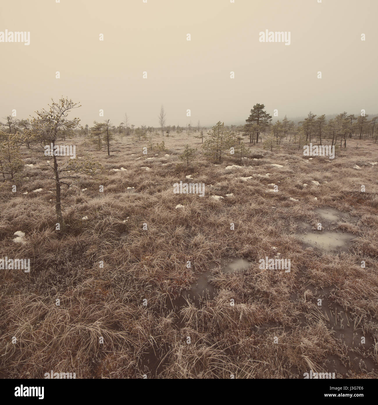 snowy landscape in frosty winter bog in country side - aged photo ...