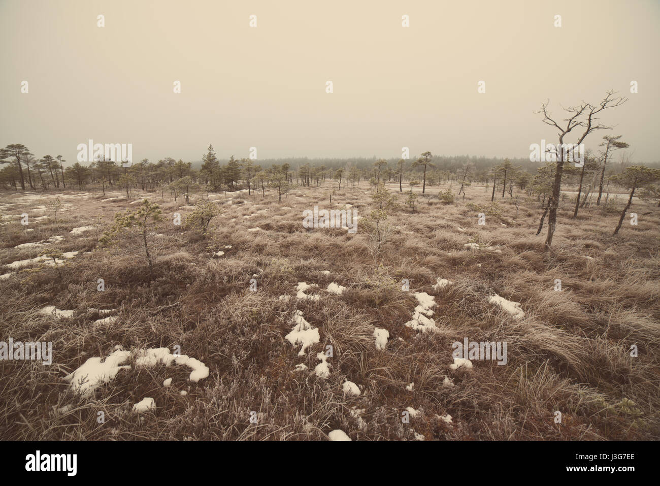 snowy landscape in frosty winter bog in country side - aged photo ...