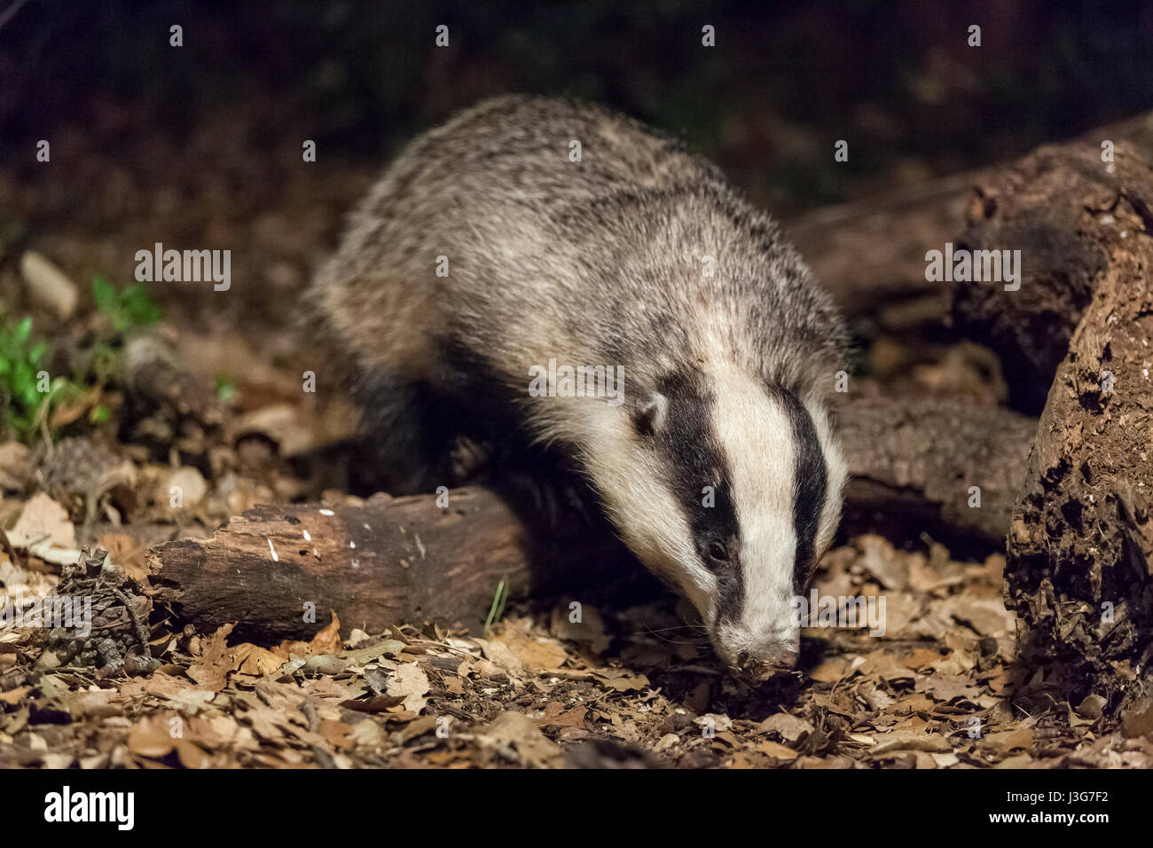 Badger night hi-res stock photography and images - Alamy