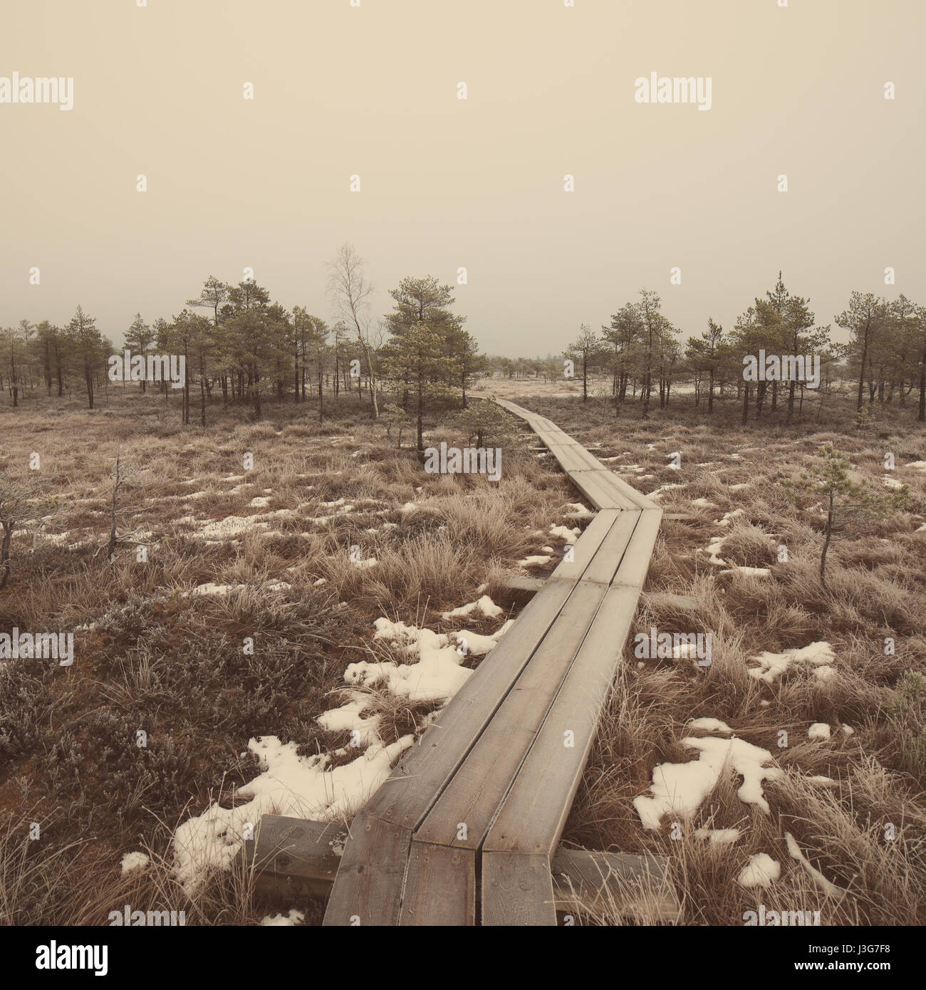 wooden boardwalk in frosty winter bog landscape with frozen nature ...