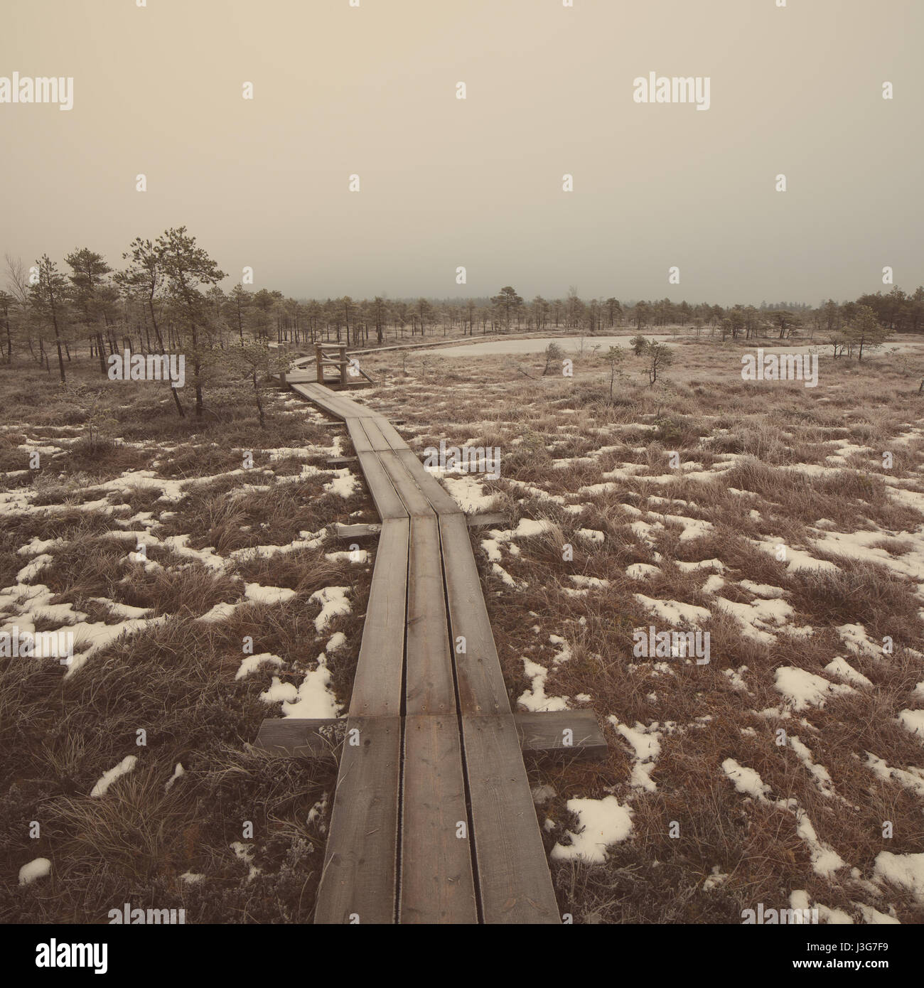 wooden boardwalk in frosty winter bog landscape with frozen nature ...